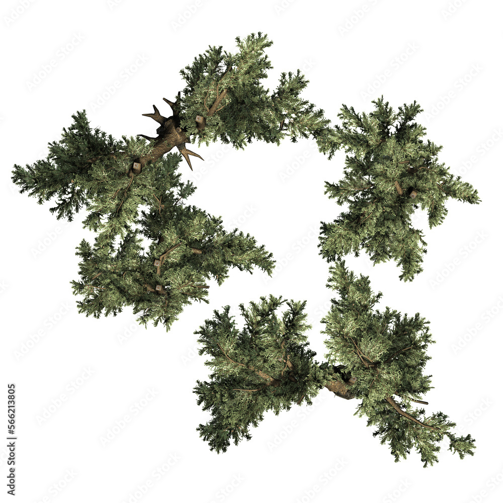 Cedar of Libanon trees isolated on PNG transparent background - top ...