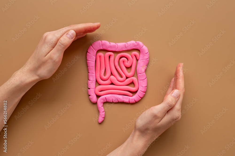 Human intestines colon organ shape with woman hands. Bowel disease ...