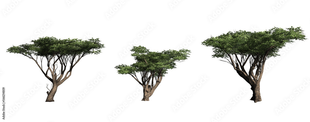 Different Acacia trees isolated on PNG transparent background - use for ...