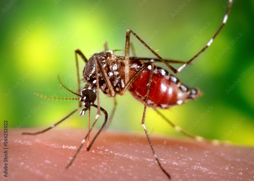 A left lateral view of a female, Aedes aegypti mosquito obtaining a ... A left lateral view of a female, Aedes aegypti mosquito obtaining a ...