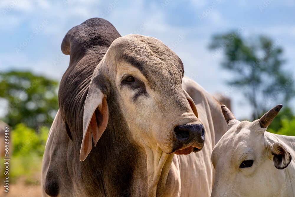 portrait of brahman bull and white cow on corral Stock Photo | Adobe Stock