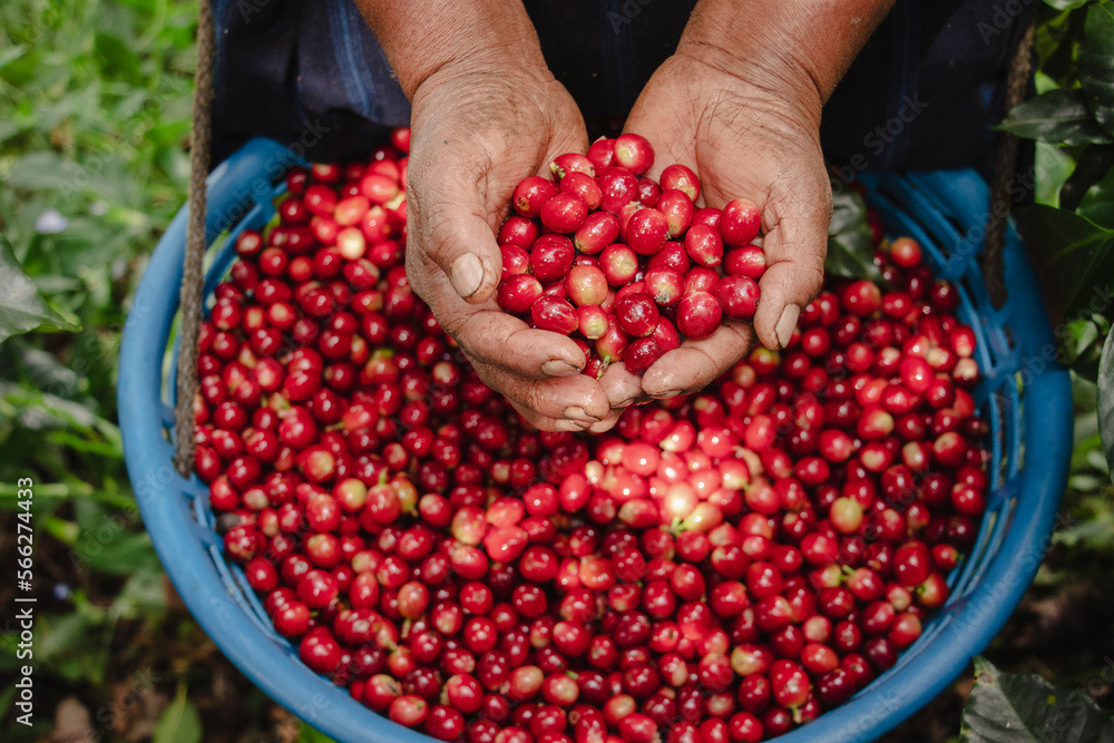 Granos de cafe rojos recién cultivados en manos de productor de cafe ...