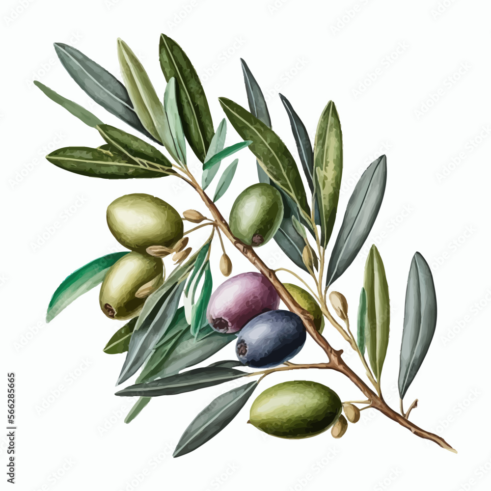 Watercolor olea floral illustration. Decorative elements template. Flat ...