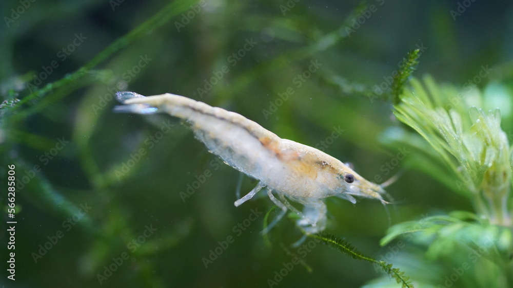 Yellow Golden Back Shrimp|Neocaridina denticulata|Neocaridina ...