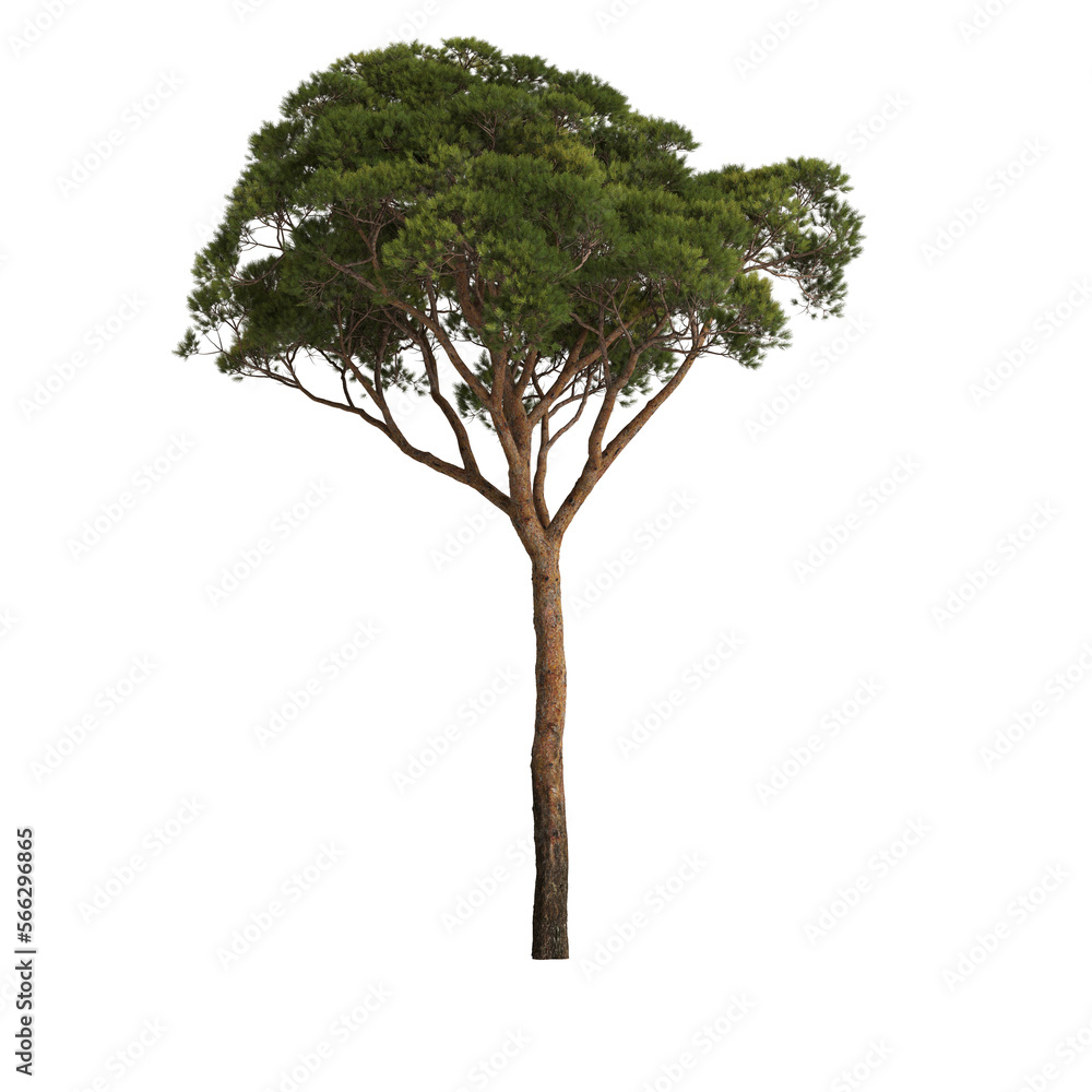 3d illustration of pinus pinea tree isolated on transparent background ...