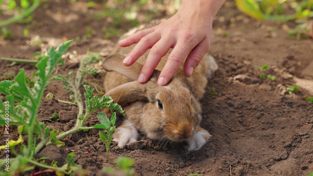 Easter bunny in backyard, childs hand strokes bunny. Kid is playing ...
