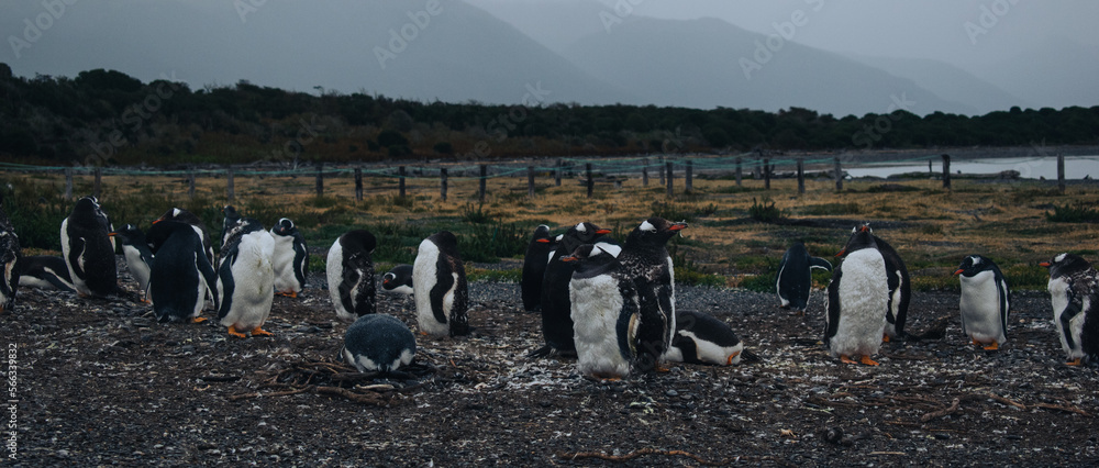 penguin at natural habitat, penguin family in antartic landscape, papua ...