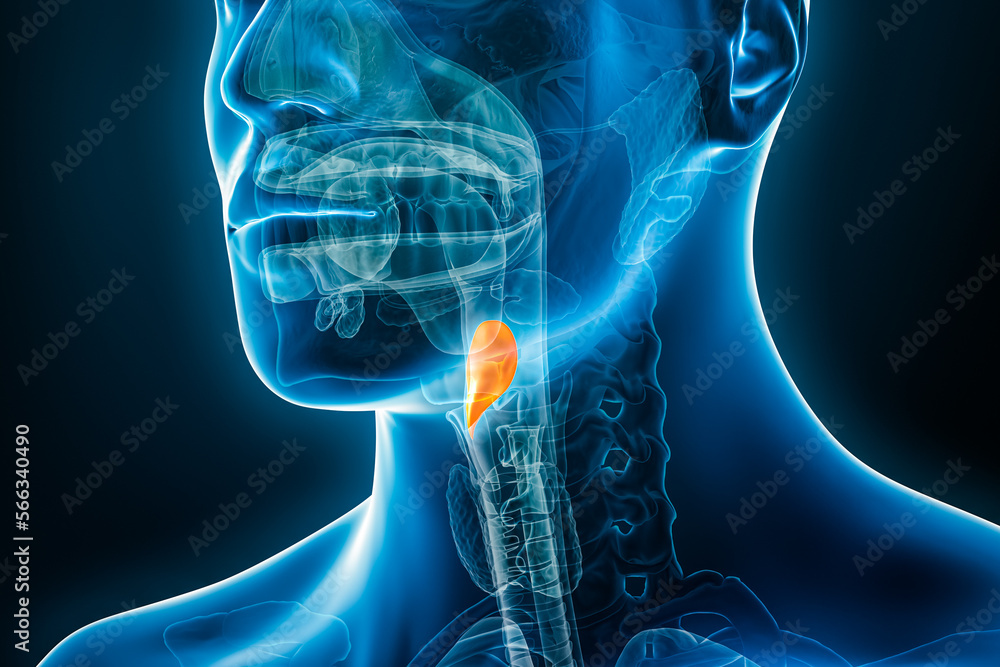 Xray image of epiglottis 3D rendering illustration with male body ...
