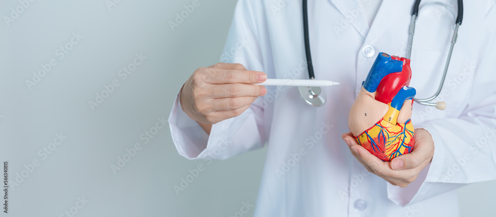 Doctor holding human Heart model. Cardiovascular Diseases ...
