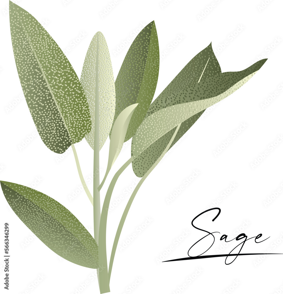 Vector hand-drawn illustration of sage plant isolated on white ...