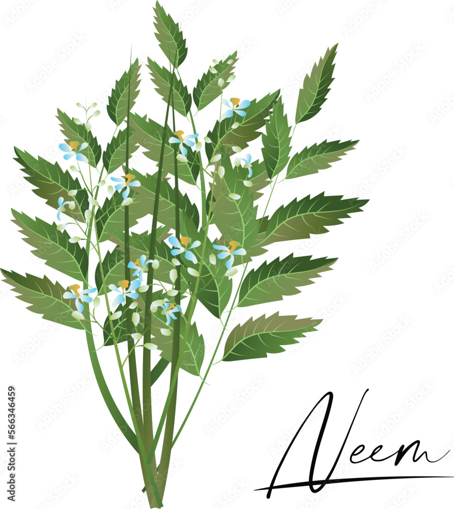 Neem or nimtree. Ayurvedic Herb. Health and Nature. medicinal plant ...