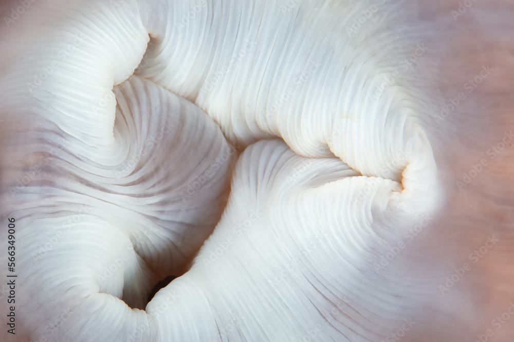Detail of the mouth of a magnificent anemone, Heteractis magnifica, on ...