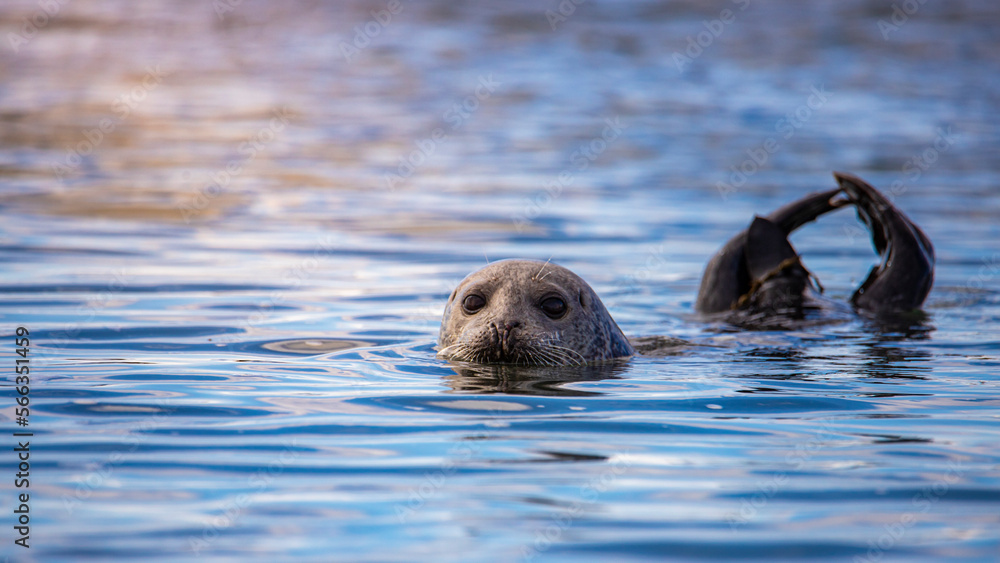portrait of a sweet harbor seal pup emerging head from the water on ...
