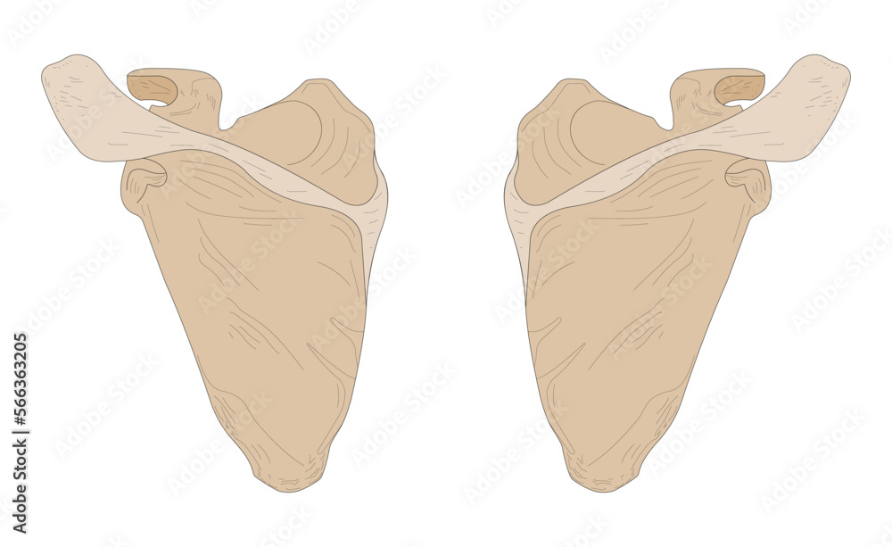 Left Scapula and Right Scapula. Posterior (dorsal) view. Stock Vector ...