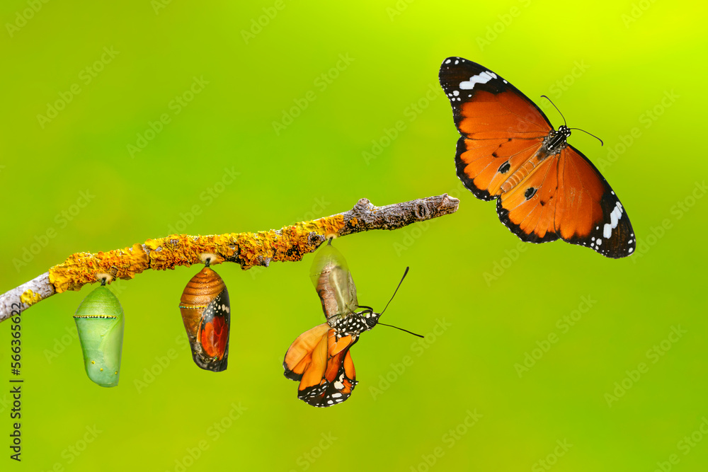 Amazing moment . caterpillar, Large tropical butterfly hatch from the ...