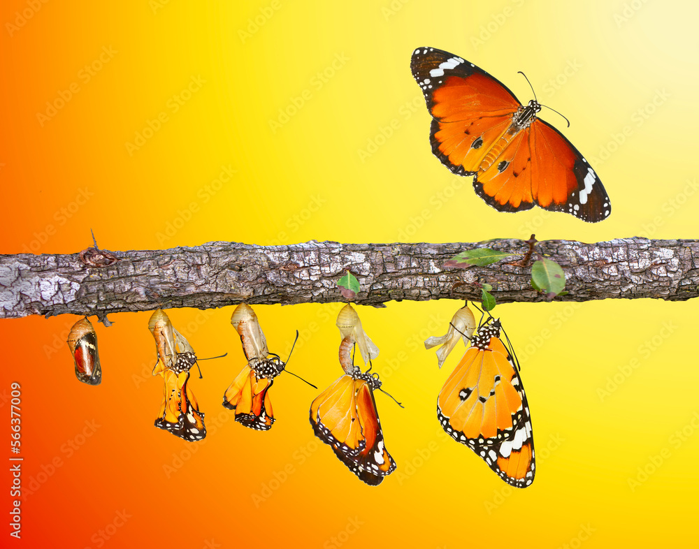 Amazing moment . caterpillar, Large tropical butterfly hatch from the ...