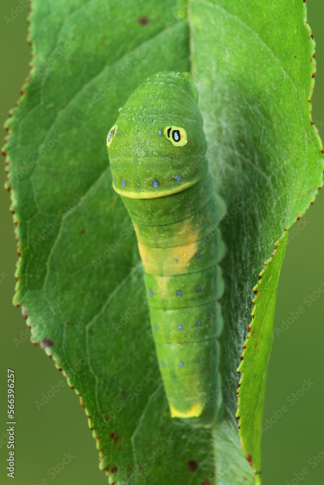Eastern tiger swallowtail butterfly caterpillar (papilio glaucus) Stock ...