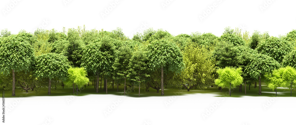 forest line with shadows under the trees, isolated on transparent ...