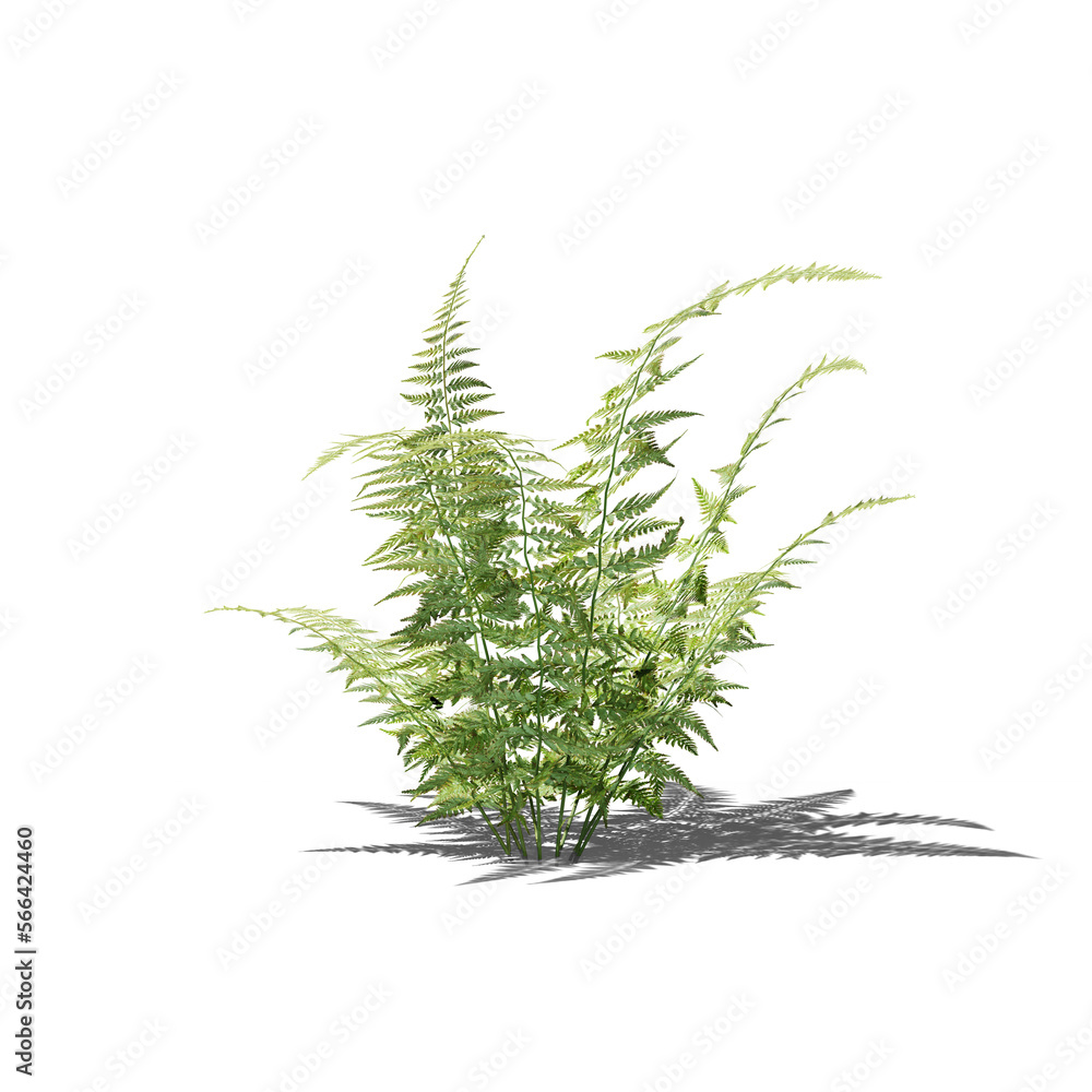 Poster Fern 3d render with shadow – Wall Art | UkPosters