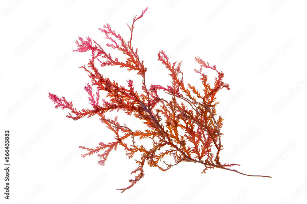 Rhodophyta seaweed or red algae branch isolated transparent png Stock ...