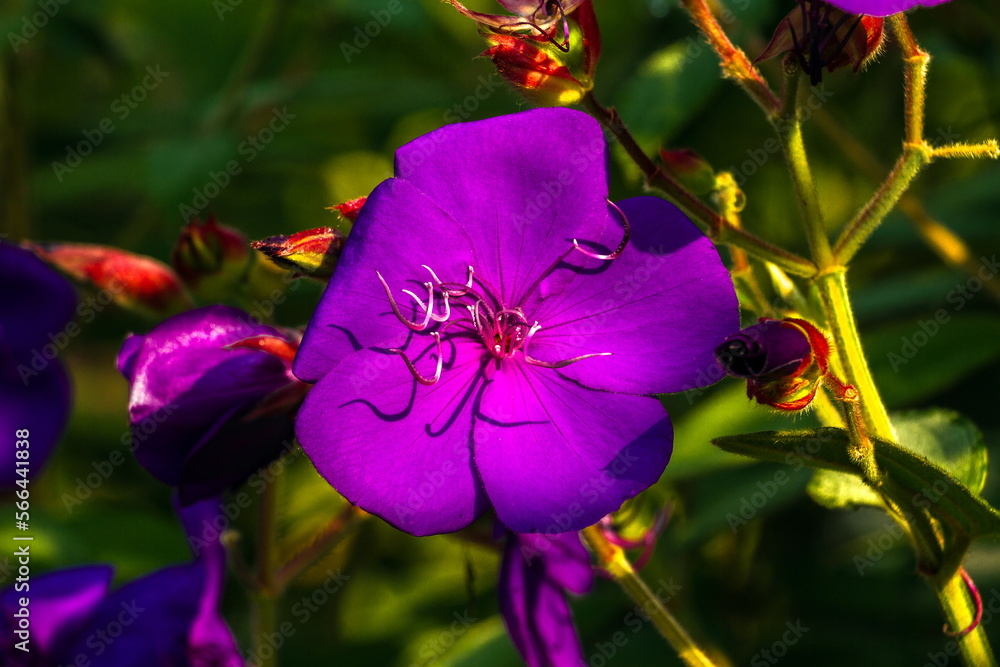 Branch With Purple Pleroma Flowers on a background of green leaves ...