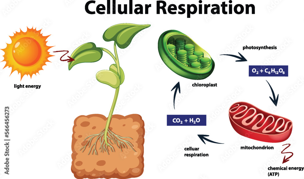 Diagram showing cellular respiration Stock Vector | Adobe Stock