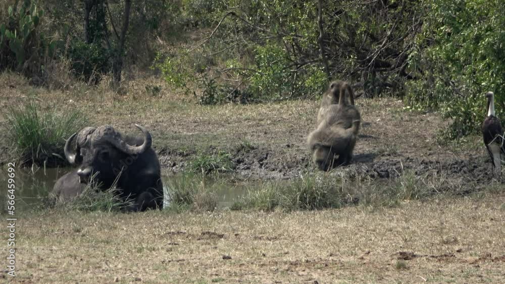 African savanna Buffalo and baboon in water, Africa Kruger National ...