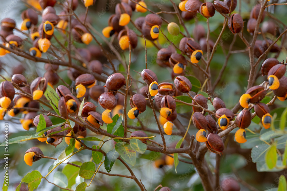Branch of copaíba (Copaifera langsdorffii) with green leaves and mature ...