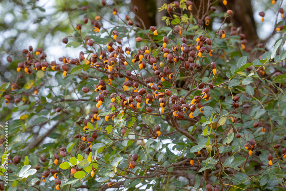 Branch of copaíba (Copaifera langsdorffii) with green leaves and mature ...