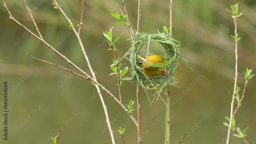 Spectacled Weaver working on Nest, close up,2023 Aka ploceus ocularis ...