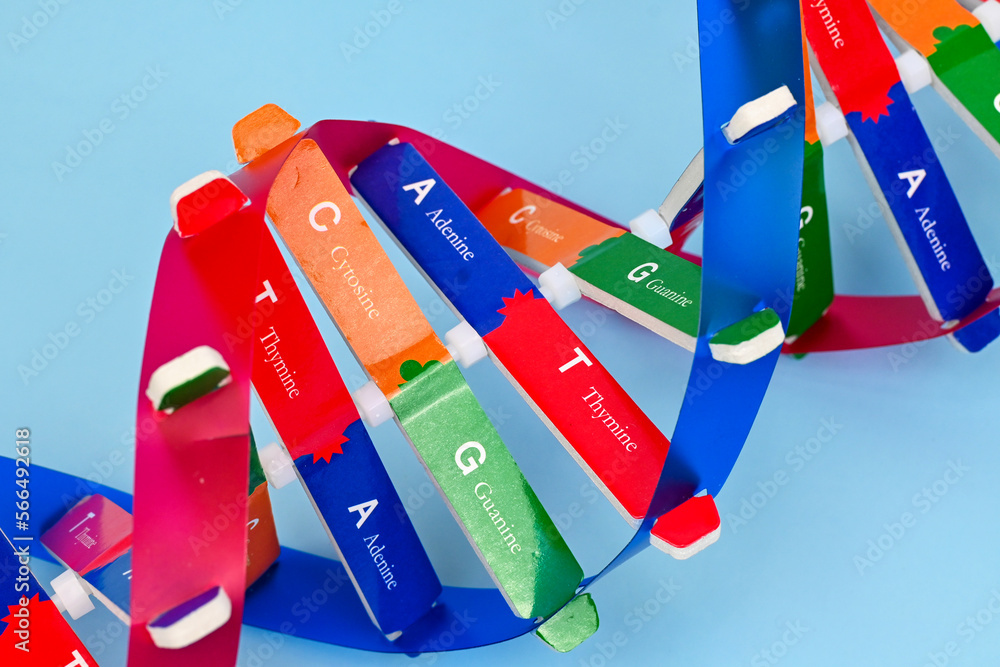 DNA helix structure, code made up of four chemical bases: adenine ...