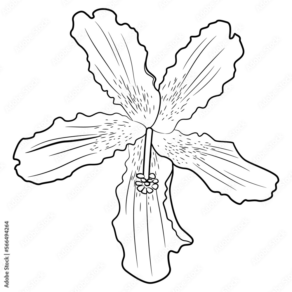 Single flower of Silk Floss Tree. Blossom of Ceiba speciosa or Chorisia ...