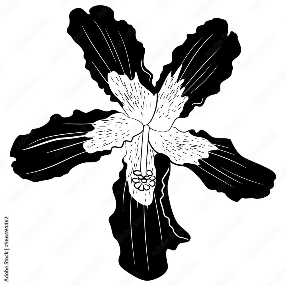 Single flower of Silk Floss Tree. Blossom of Ceiba speciosa or Chorisia ...