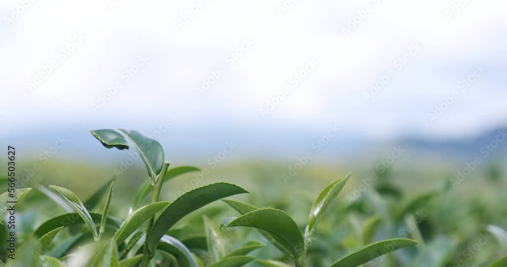 Green tea tree leaves field plant in camellia sinensis organic farm ...