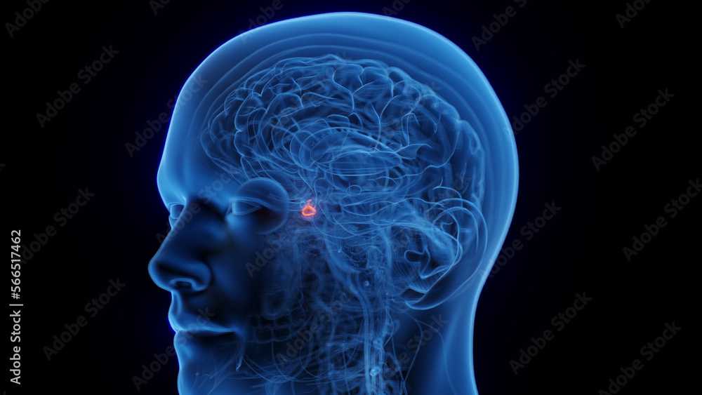3D rendered medical illustration of a man's pituitary gland Stock ...