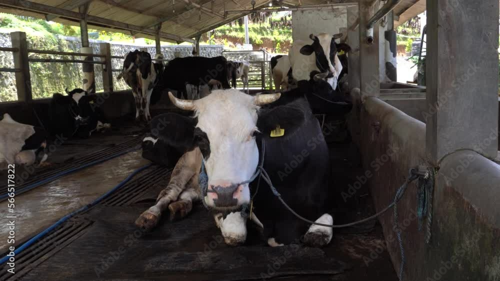 traditional dairy farm atmosphere in the countryside. dairy cows are ...