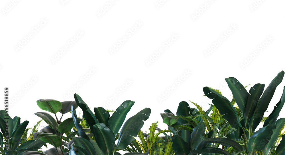 Tropical plants on transparent background. Botanical foreground. Lower ...
