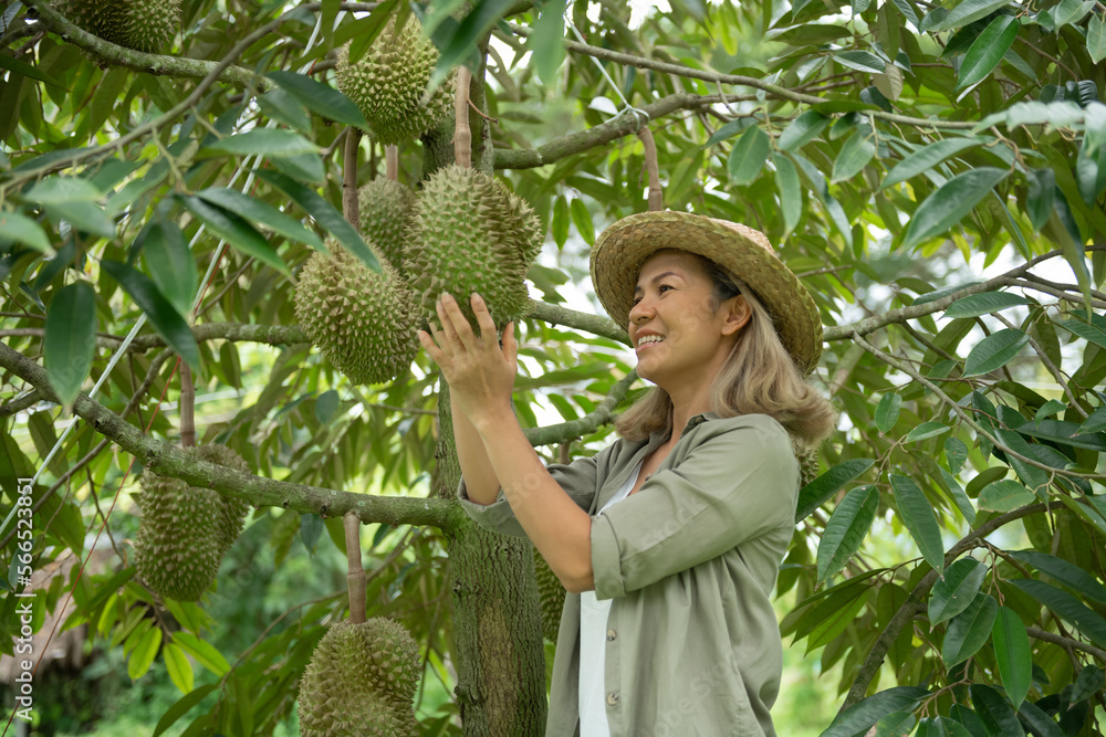 Happy young asian woman farmer holding durian in durian plantation ...