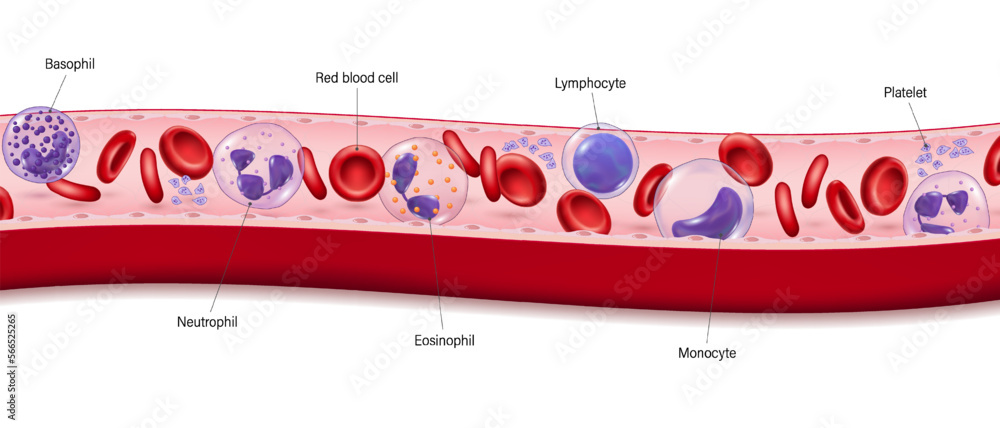Human blood vessels. Red blood cells, Platelets and White blood cells ...