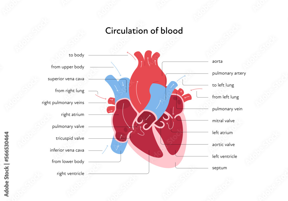 Heart anatomy infographic chart. Vector color flat modern illustration ...