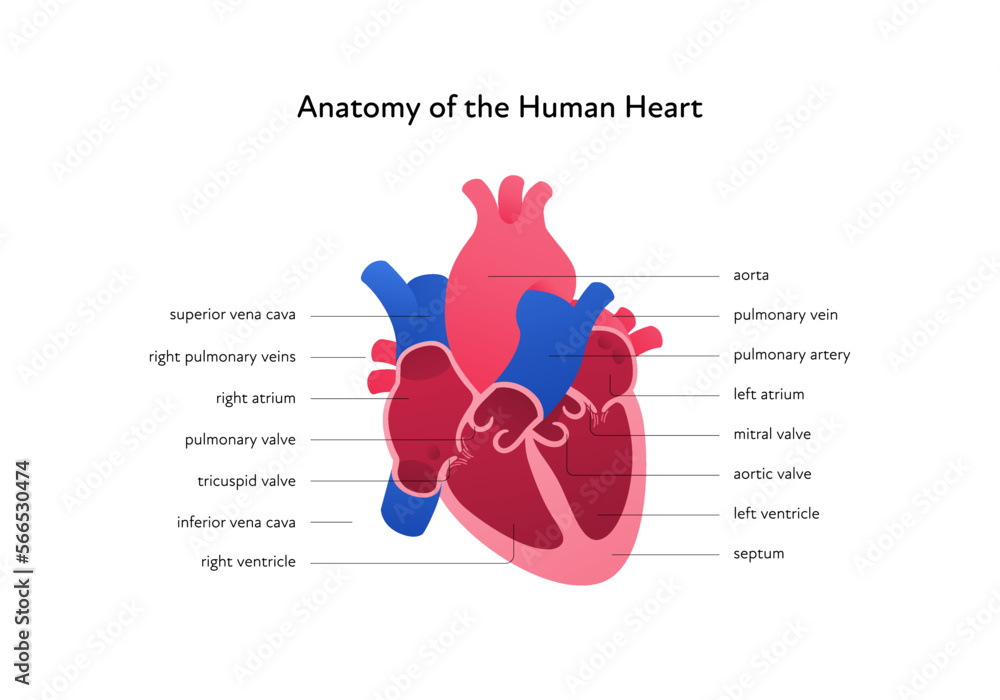 Heart anatomy infographic chart. Vector gradient color modern ...