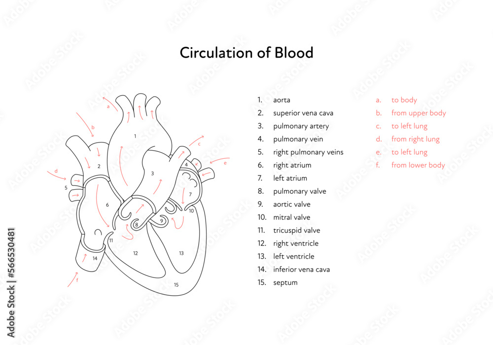 Heart anatomy infographic chart. Vector black and white illustration ...