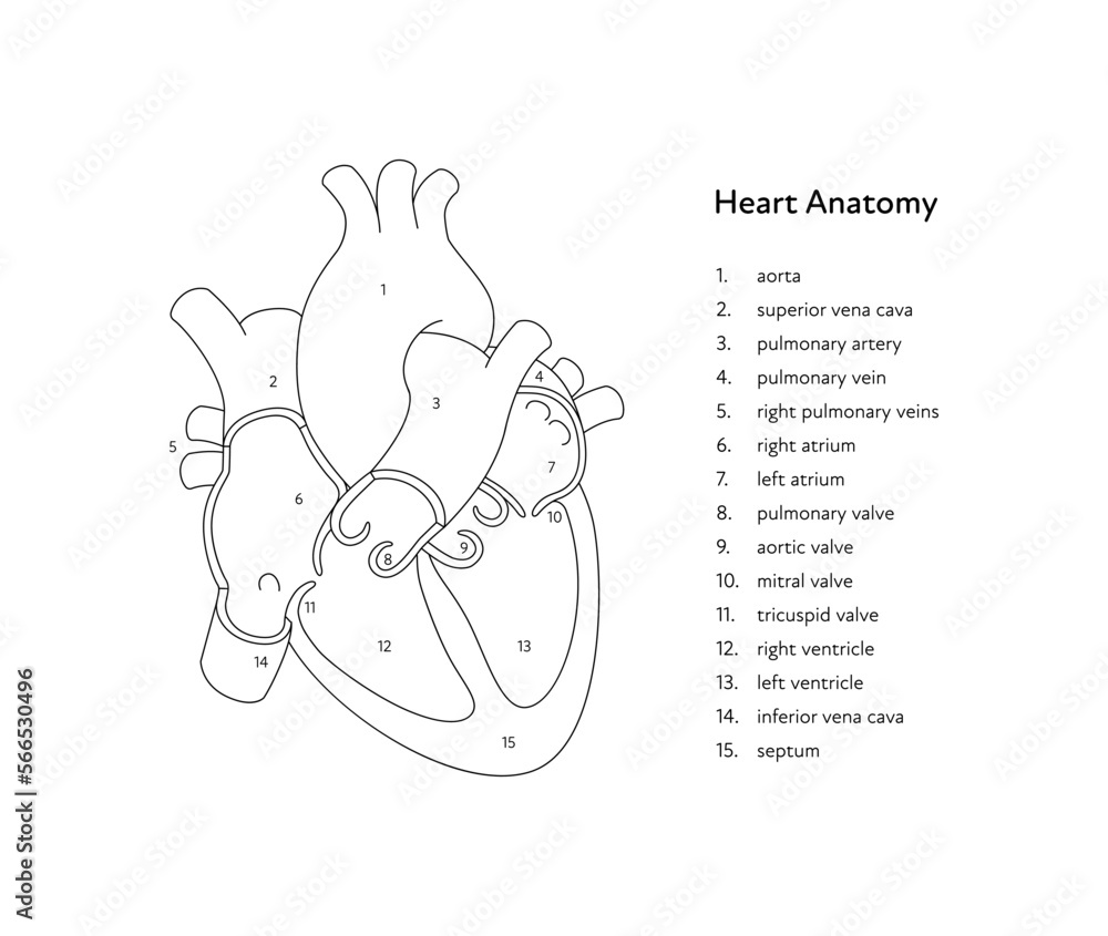 Heart anatomy infographic chart. Vector black and white illustration ...