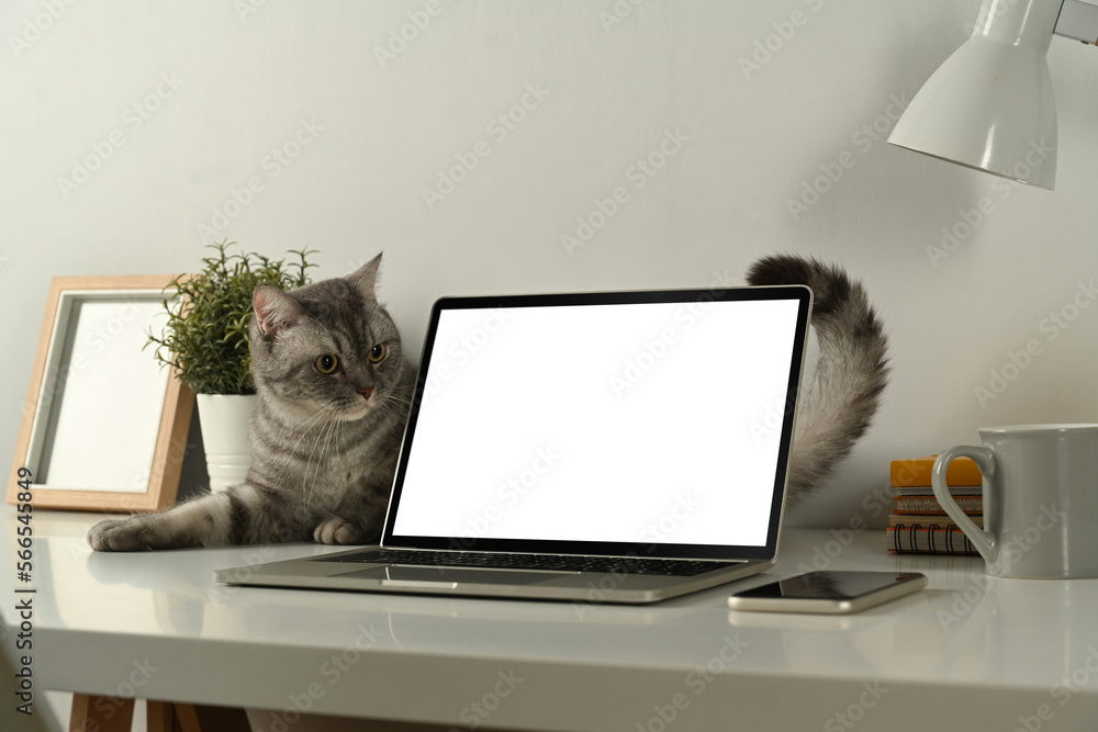 Lovely tabby cat, laptop computer with empty screen and supplies on ...