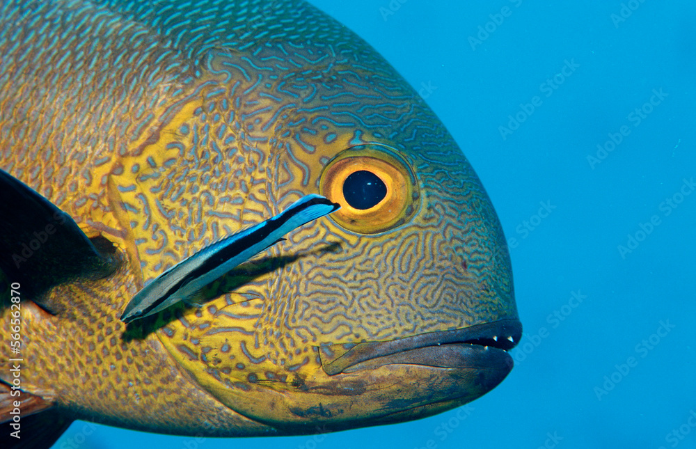 Cleaner wrasse cleaning Black and white snapper, Labroides dimidiatus ...