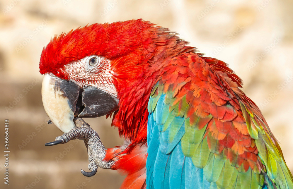 The red-and-green macaw (Ara chloropterus), also known as the green ...