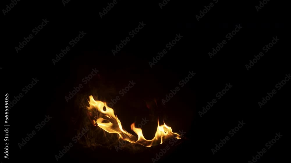 Conceptual Slow Motion Shot on Black Background Of Small Tree Branch ...