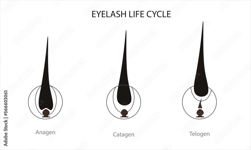 Eyelash life cycle. Eyelash Extension Guide. Infographics Stock Vector ... Eyelash life cycle. Eyelash Extension Guide. Infographics Stock Vector ...
