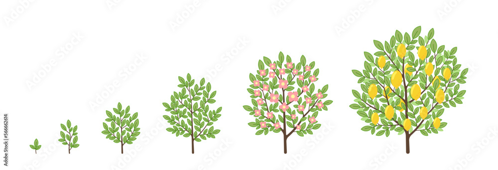 Lemon tree growth stages. Fruit tree life cycle. Vector infographic ...