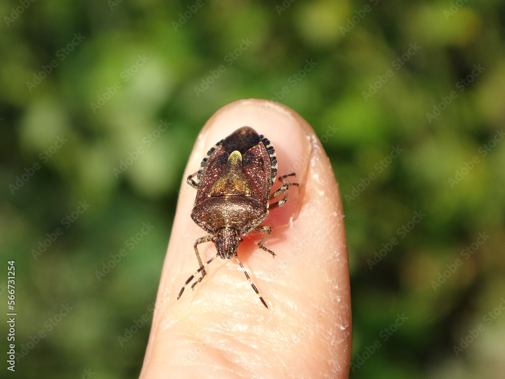 Hairy shield bug, sloe bug (Dolycoris baccarum) sitting on the tip of a ...